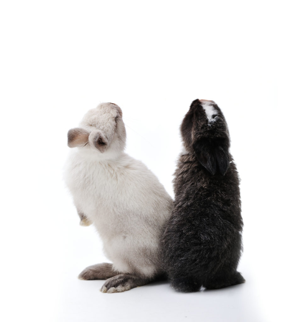 Choosing the Right Breed of Rabbit - ASK FLOPPY